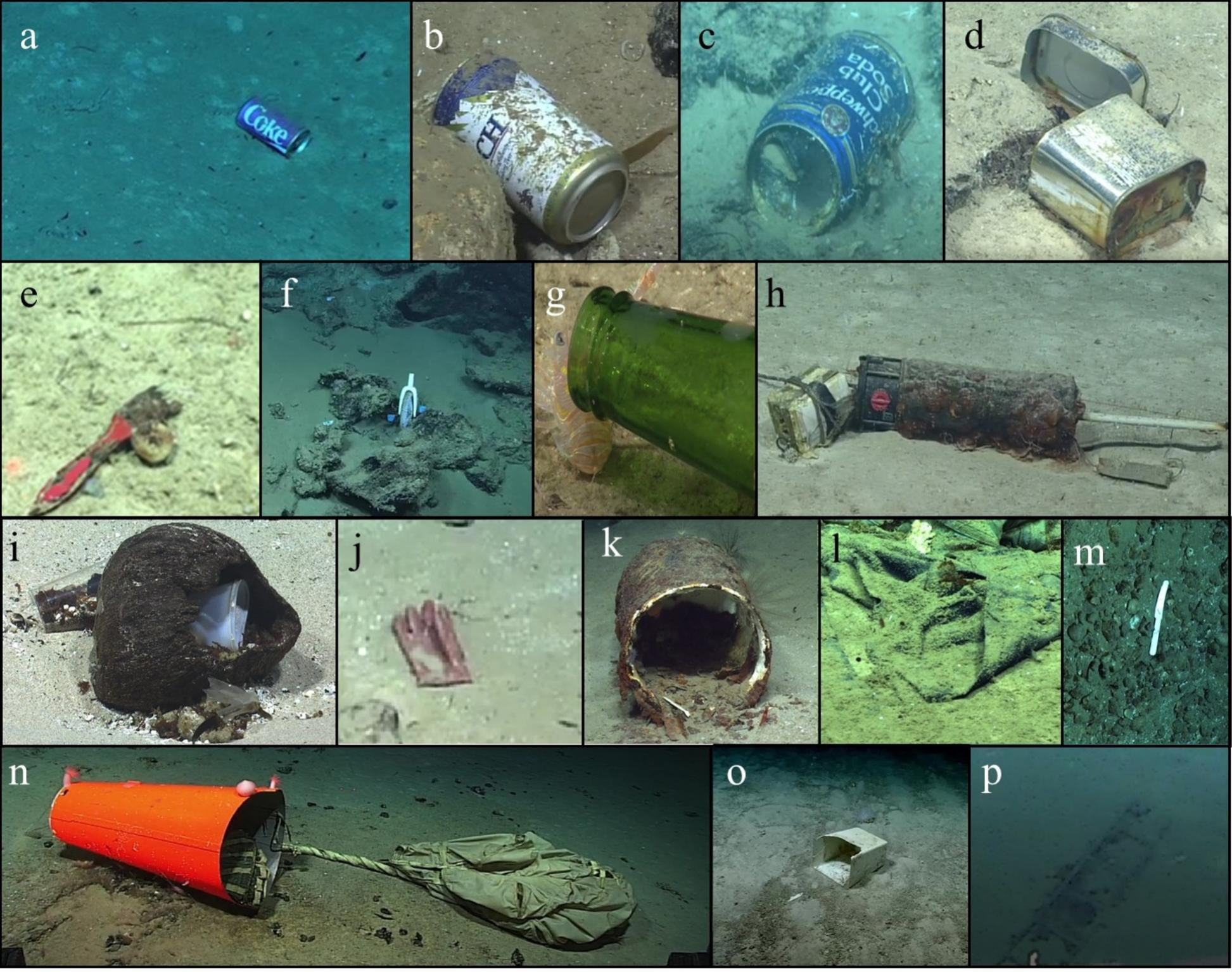 Research Shows Growing Evidence of Deep Sea Trash | SUNY Geneseo