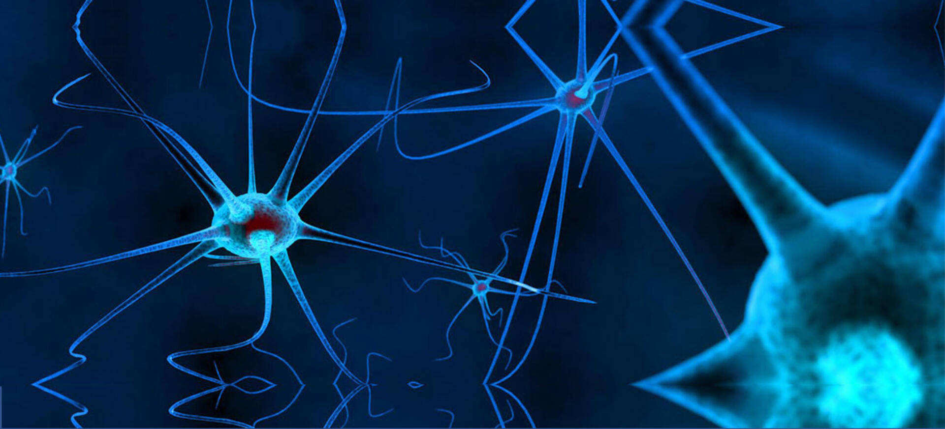 Neuroscience Program | SUNY Geneseo